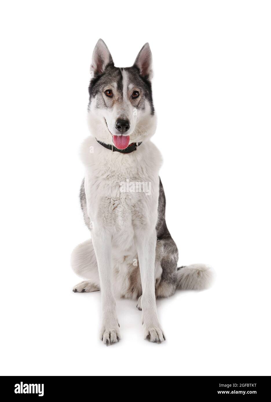 Dog isolated on white Stock Photo - Alamy