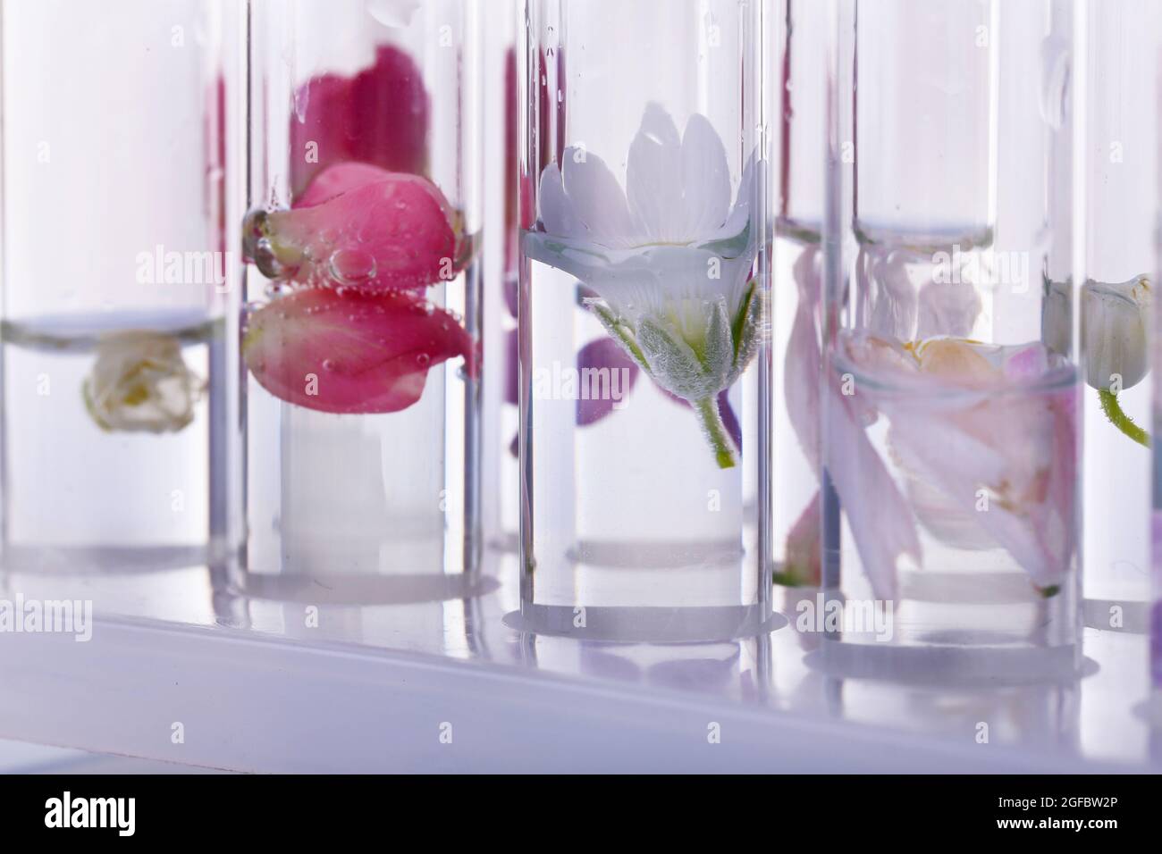 Process of making perfumes Stock Photo - Alamy