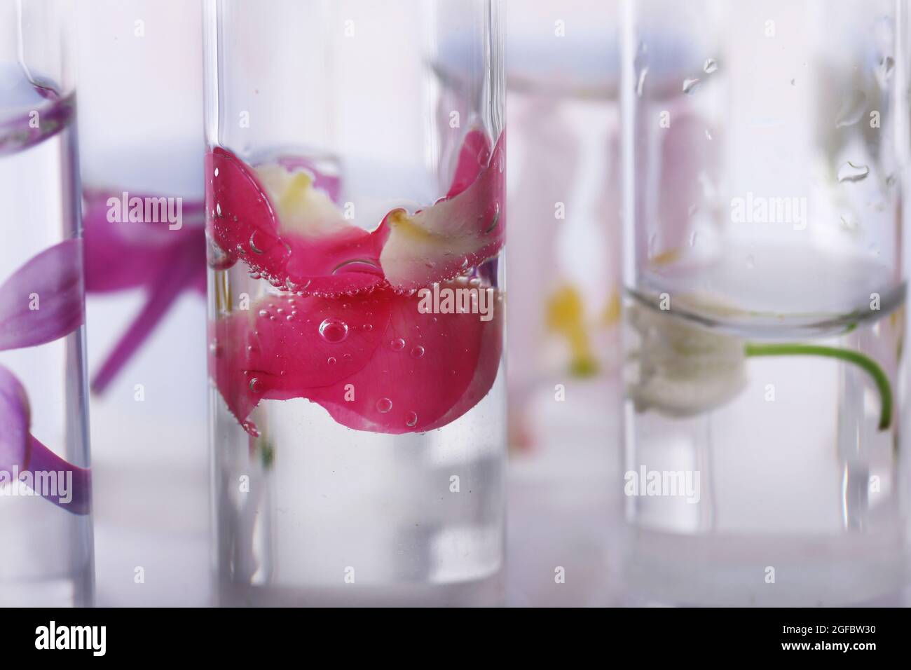 Process of making perfumes Stock Photo - Alamy