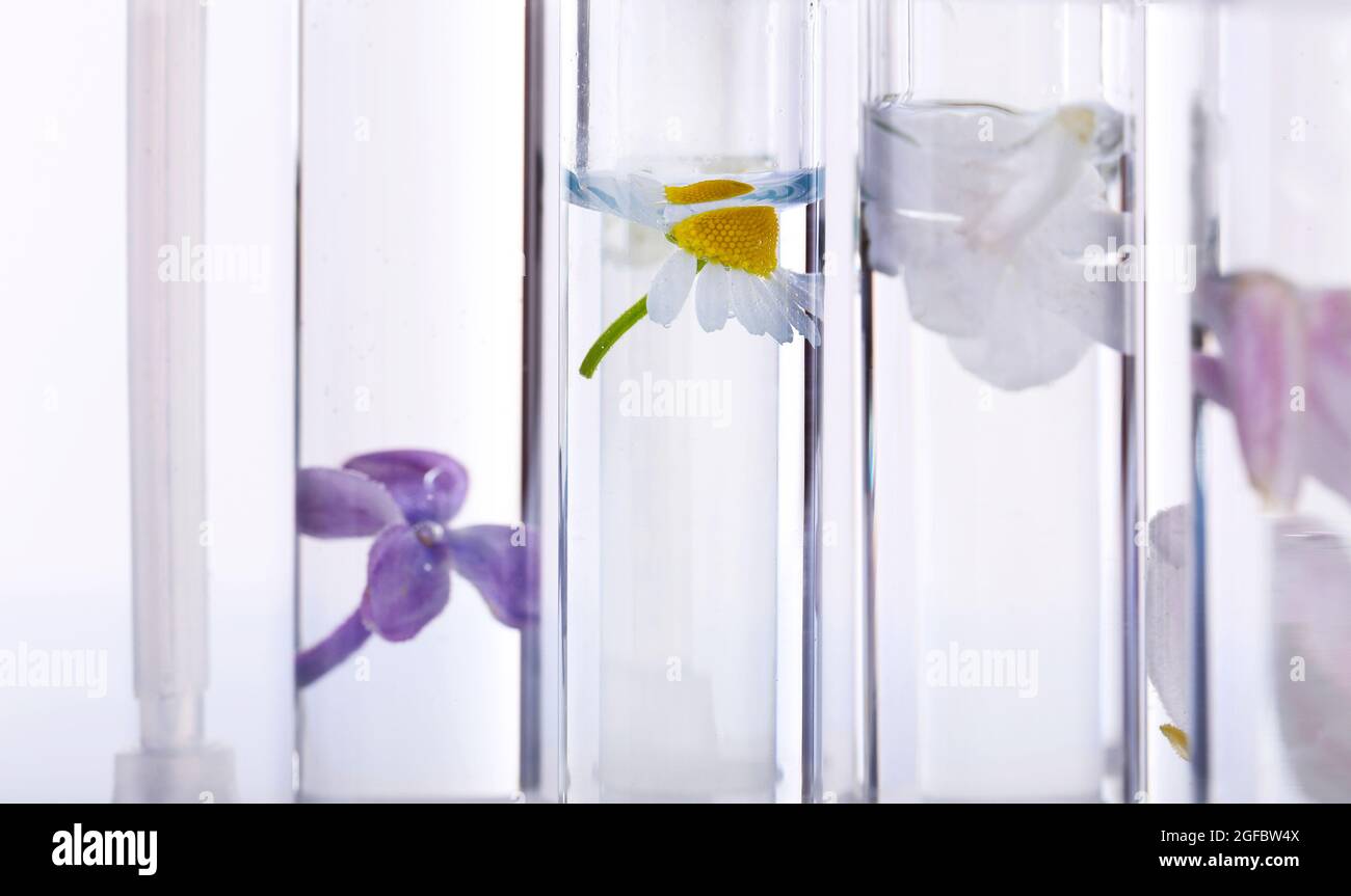 Process of making perfumes Stock Photo - Alamy