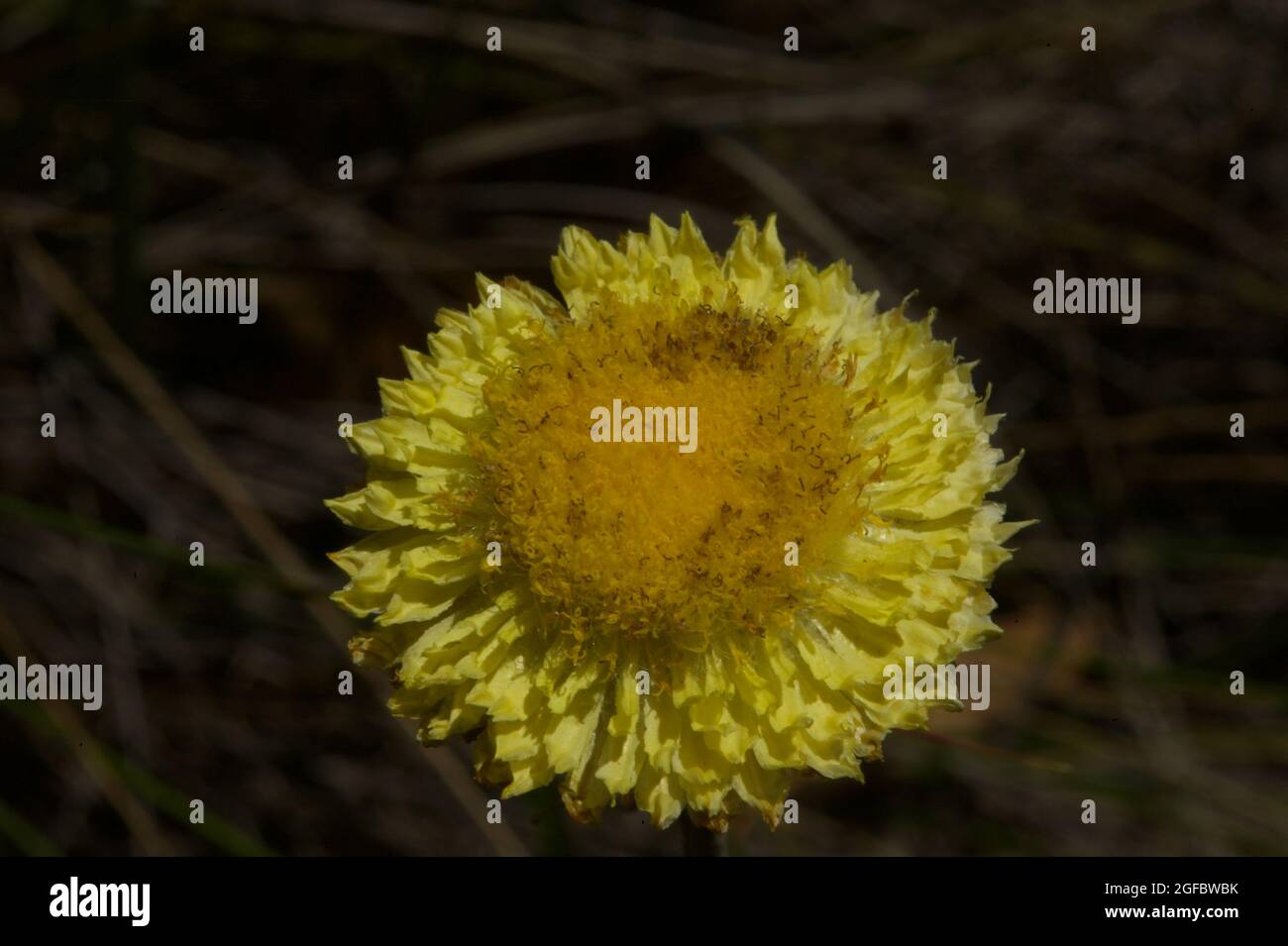 Button Everlasting (Helichrysum Scorpioides), also known as Curling ...