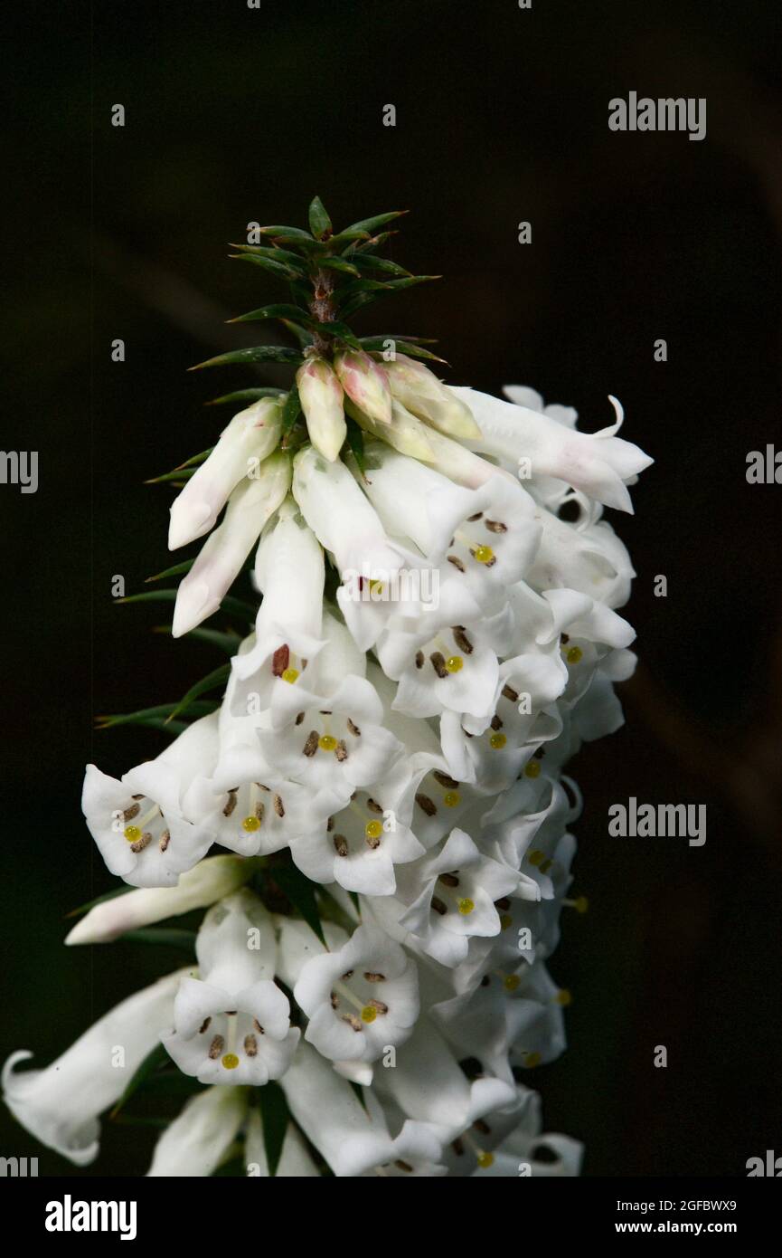 State flower of victoria hi-res stock photography and images - Alamy