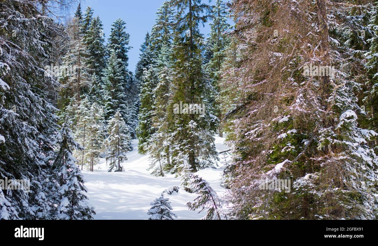 the colors of autumn covered with snow Stock Photo - Alamy