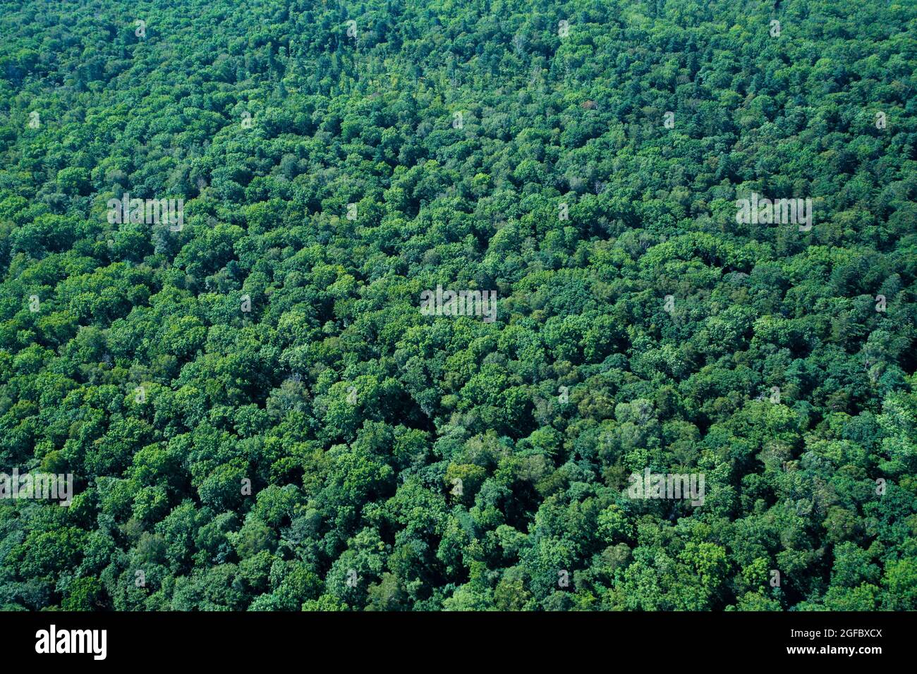 Top view of the green deciduous forest Stock Photo - Alamy