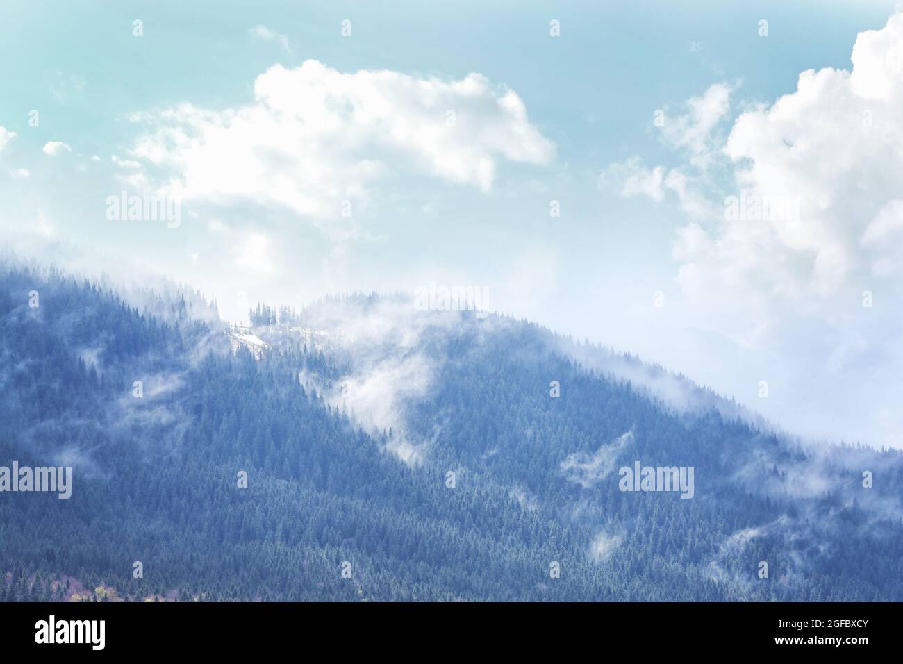 Summer forest on mountain slopes Stock Photo - Alamy