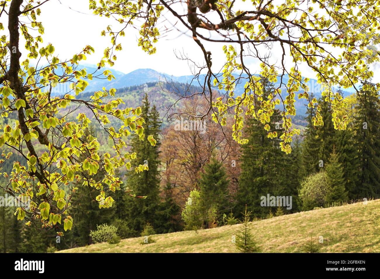 Summer forest on mountain slopes Stock Photo - Alamy