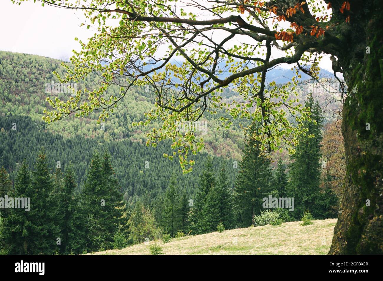 Summer forest on mountain slopes Stock Photo - Alamy