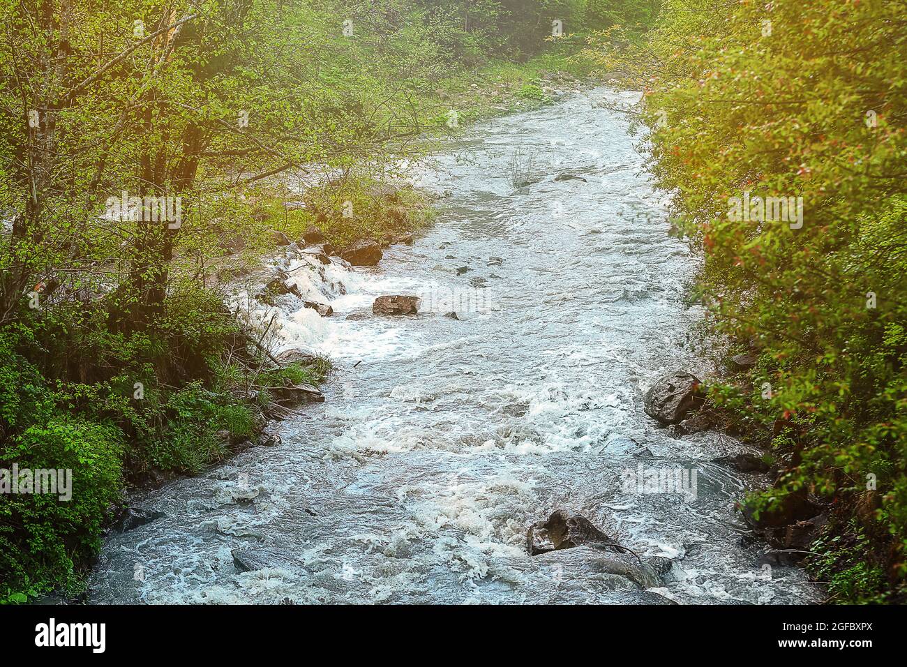 Wide stream in mountain forest Stock Photo - Alamy
