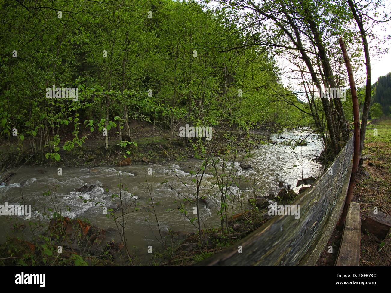 Wide stream in mountain forest Stock Photo - Alamy