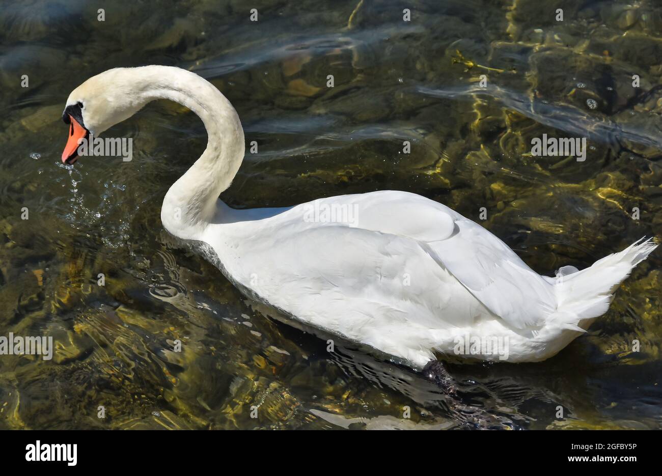 single swan swimming in the water Stock Photo - Alamy