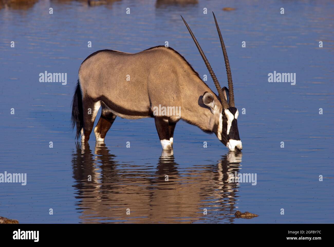Gemsbok or Orix antelope at Okaukuejo waterhole, Etosha National Park ...