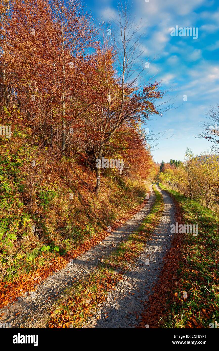 country road through forest in mountains. trees in colorful foliage in ...