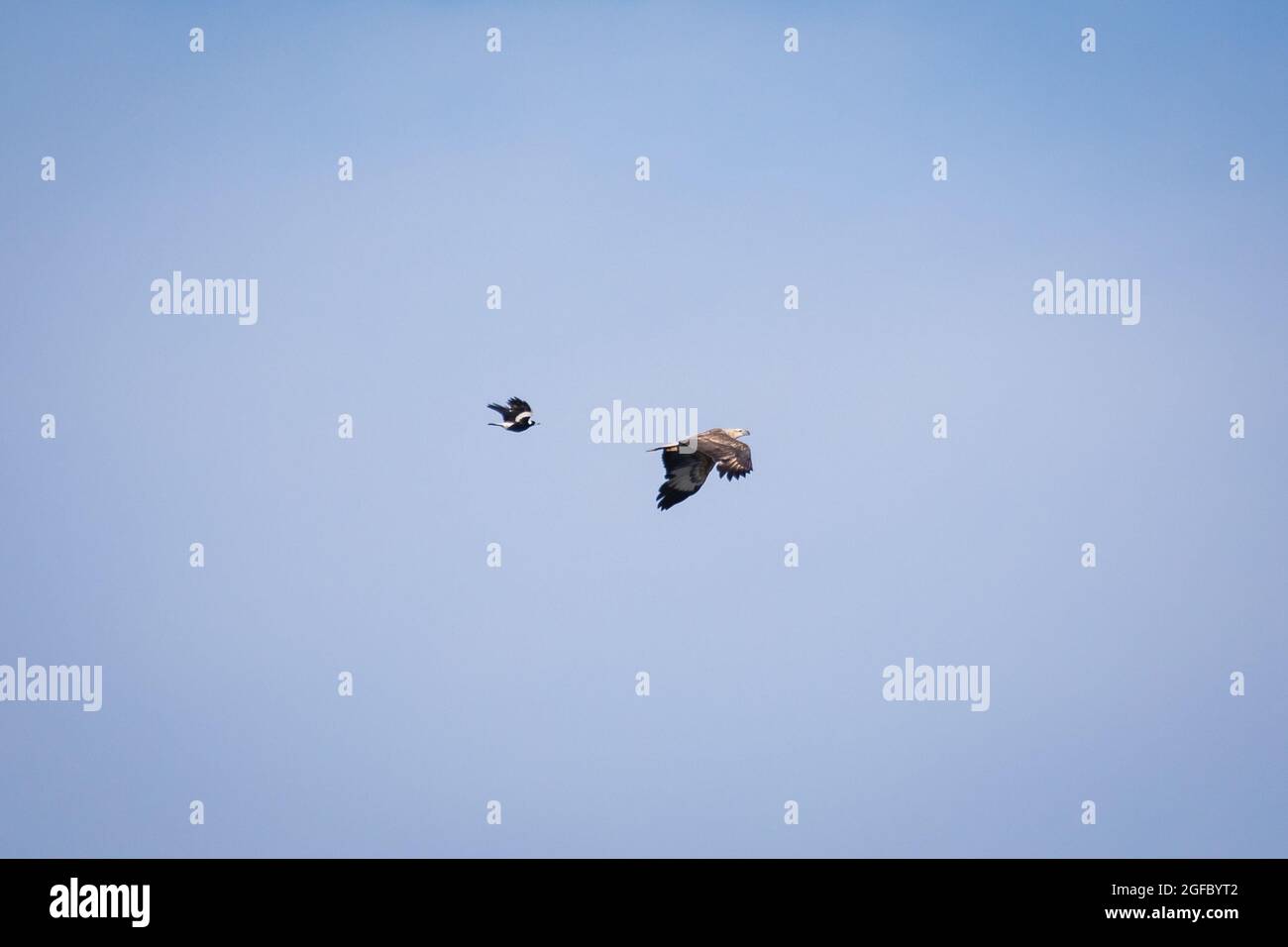 Magpie chasing white-bellied Sea Eagle, Ulladulla, Australia Stock ...