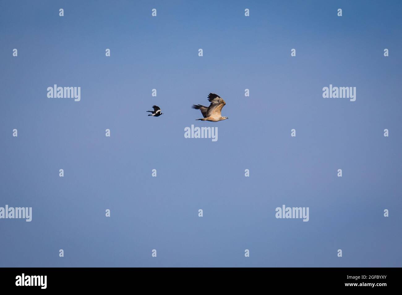 Magpie chasing white-bellied Sea Eagle, Ulladulla, Australia Stock ...