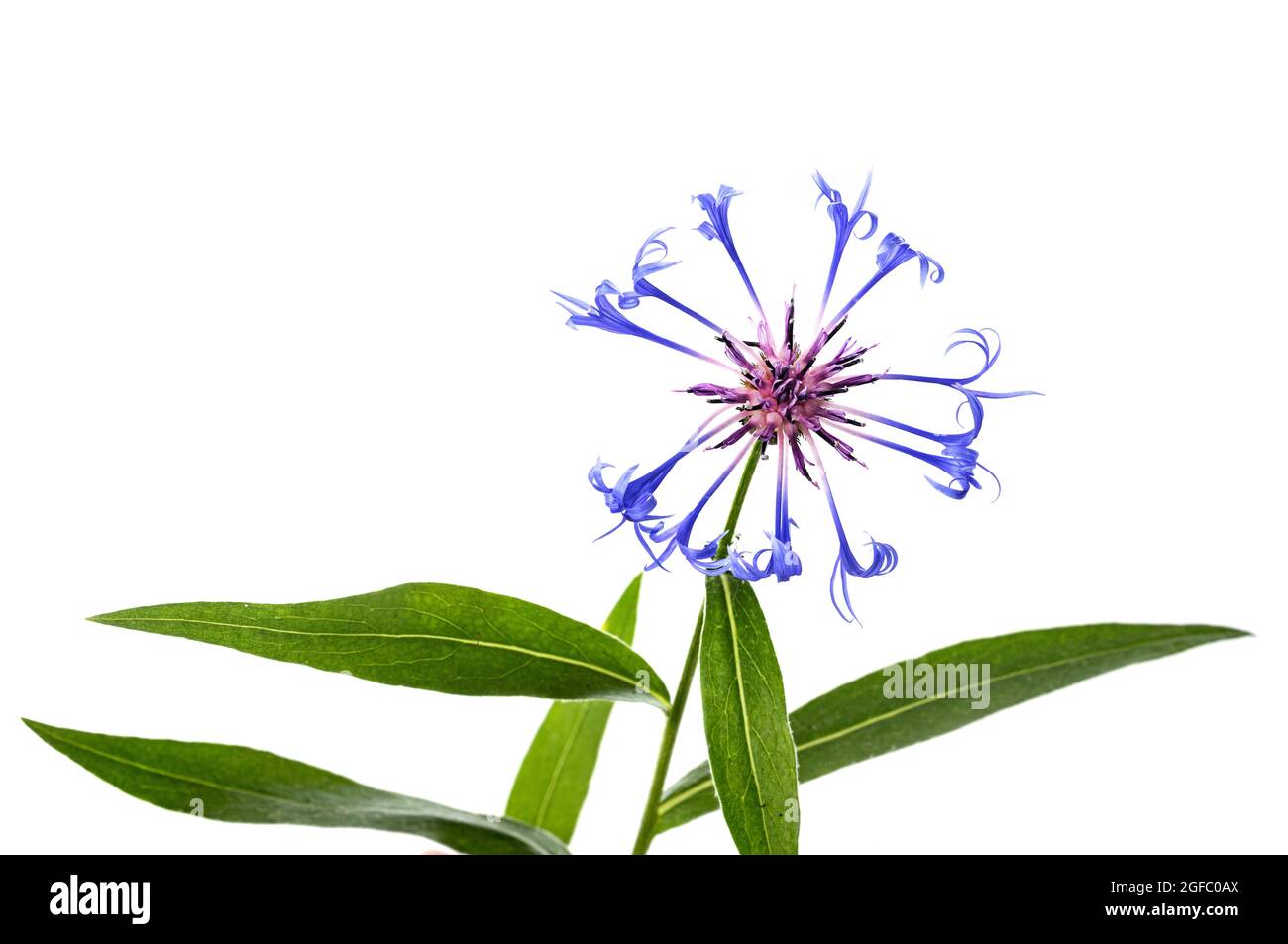Centaurea flower in front of white background Stock Photo - Alamy