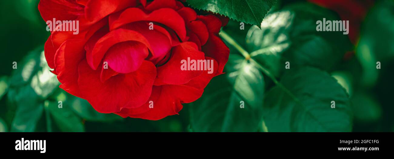 Red roses in beautiful flower garden as floral background Stock Photo ...