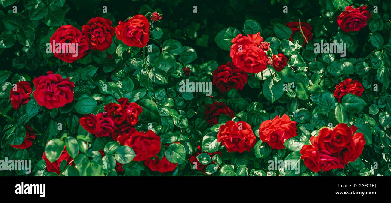 Red roses in beautiful flower garden as floral background Stock Photo ...