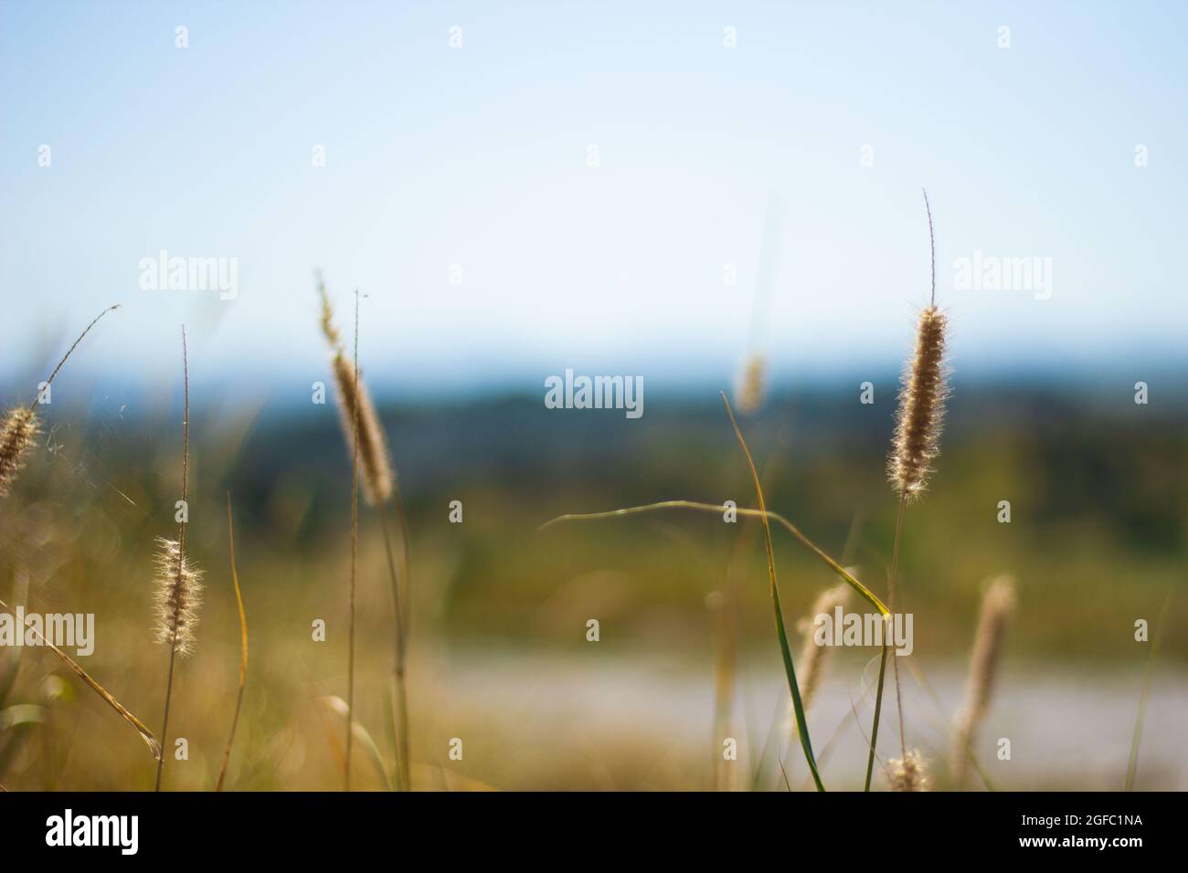 Detail of zacate buffel or zacare bufe in Hermosillo, Sonora Mexico ...