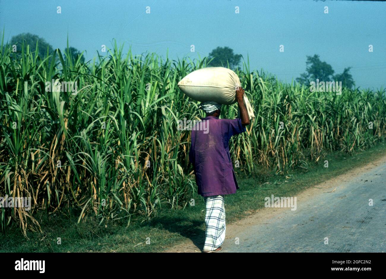 Sugar cane field with a farm laborer in Punjab Pakistan Stock Photo - Alamy
