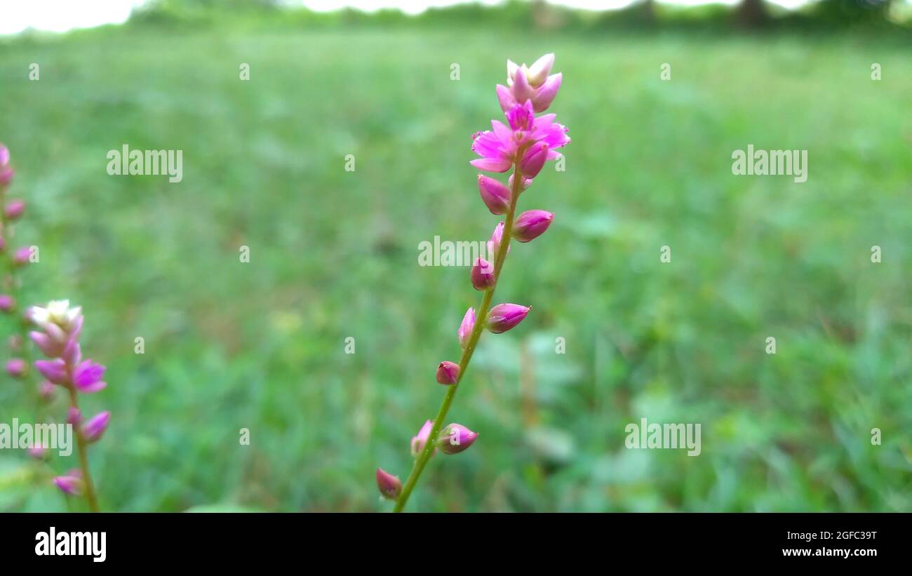 Polygonaceae hi-res stock photography and images - Alamy