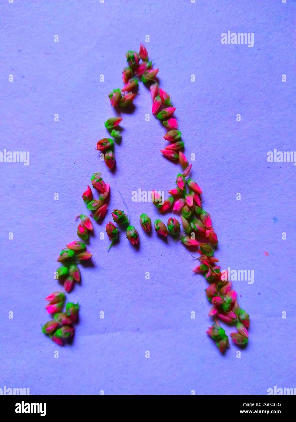 Polygonaceae hi-res stock photography and images - Alamy