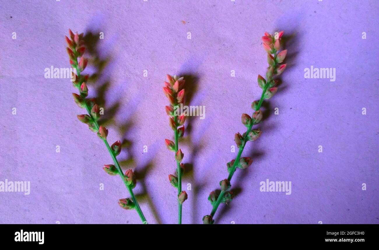 Polygonaceae hi-res stock photography and images - Alamy