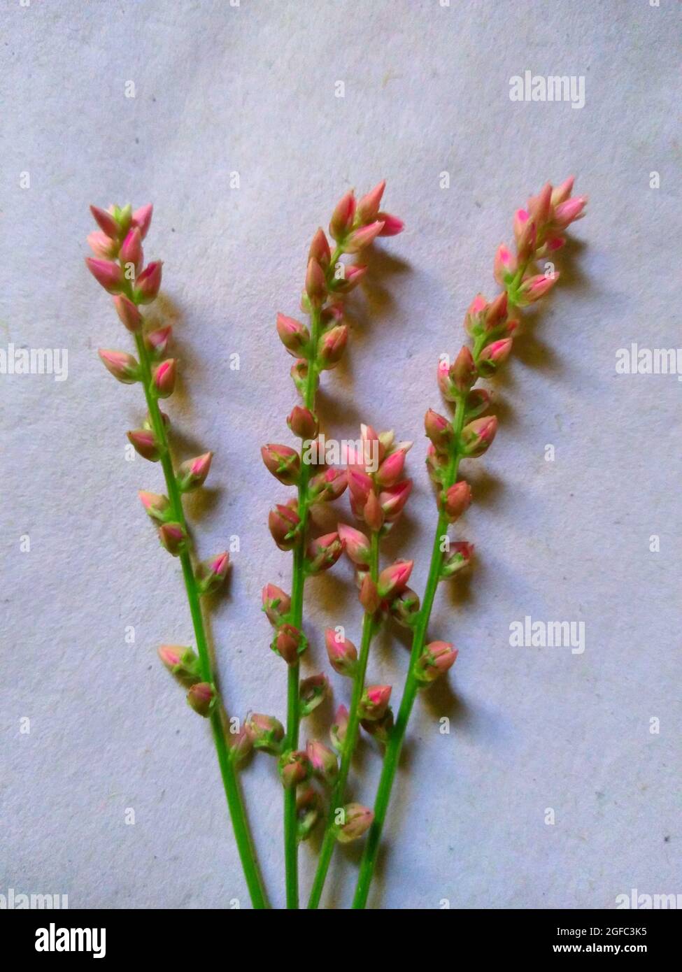 Oriental knotweed hi-res stock photography and images - Alamy