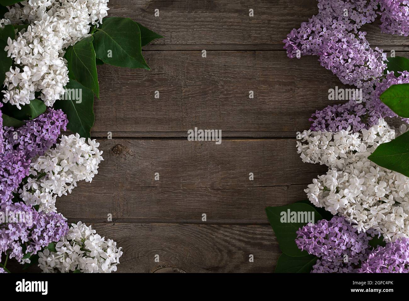 Lilac blossom on rustic wooden background with empty space for greeting ...