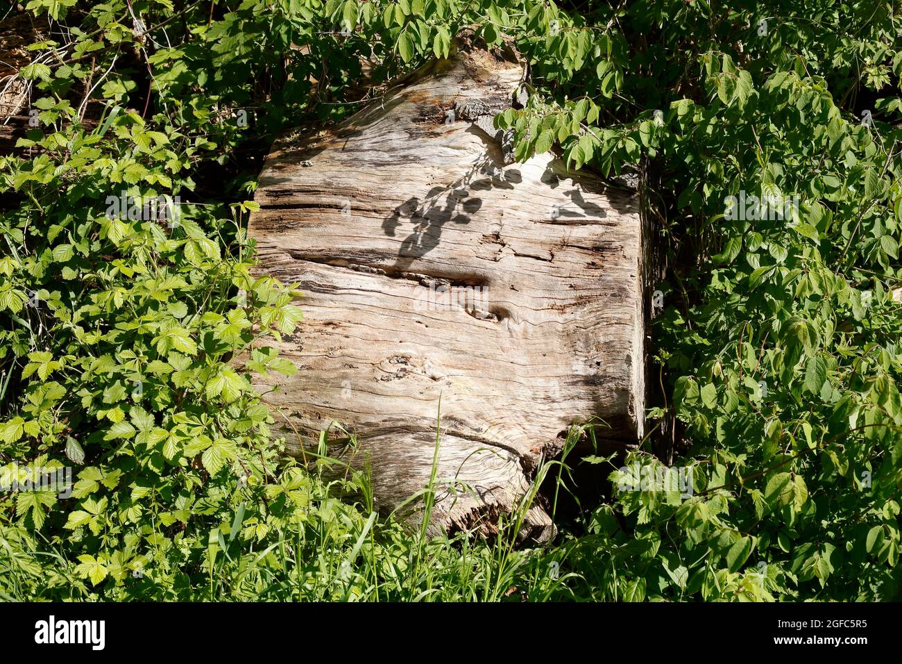 dead wood, old gnarled tree stump lying on the ground, Germany, Europe ...