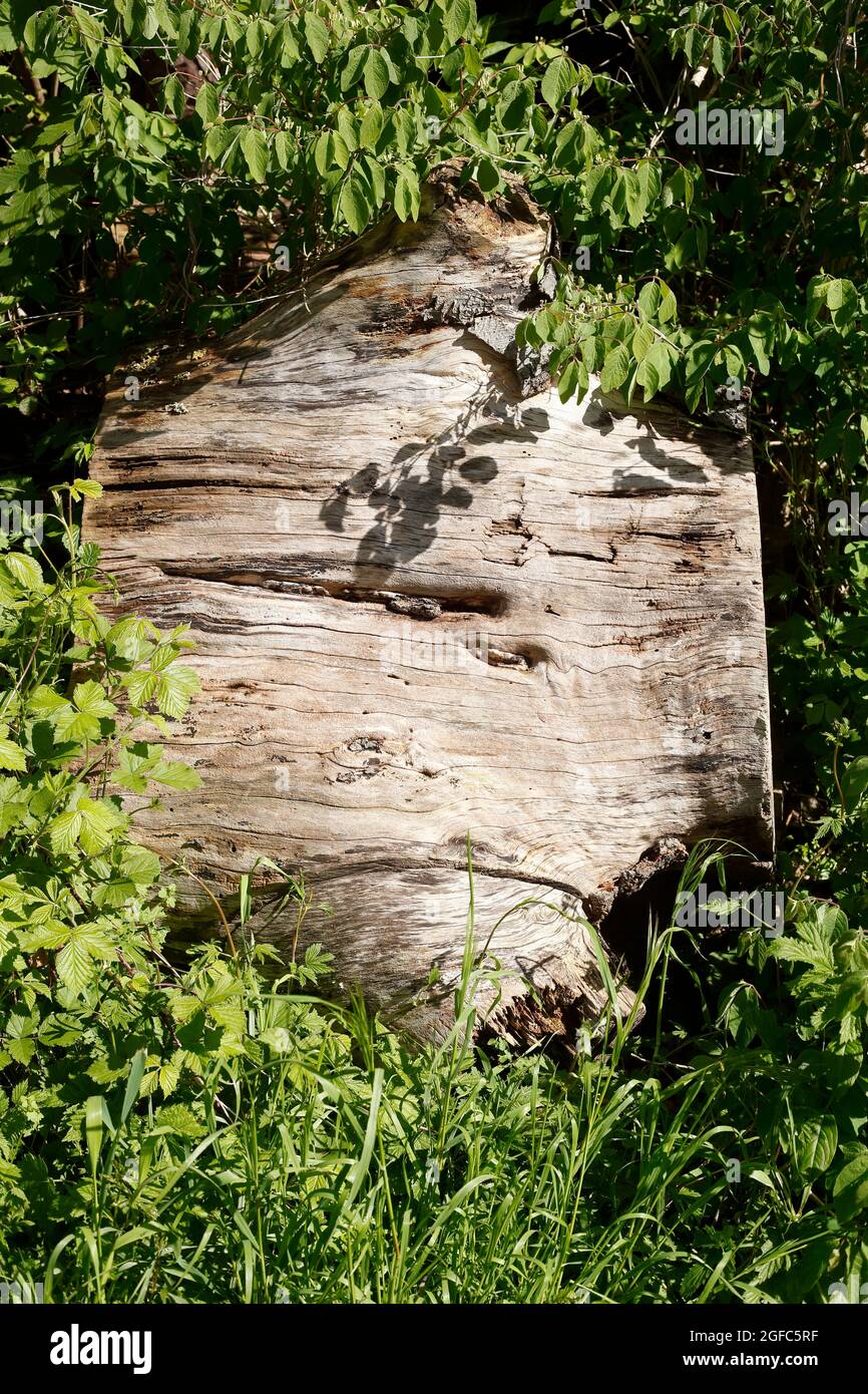 dead wood, old gnarled tree stump lying on the ground, Germany, Europe ...