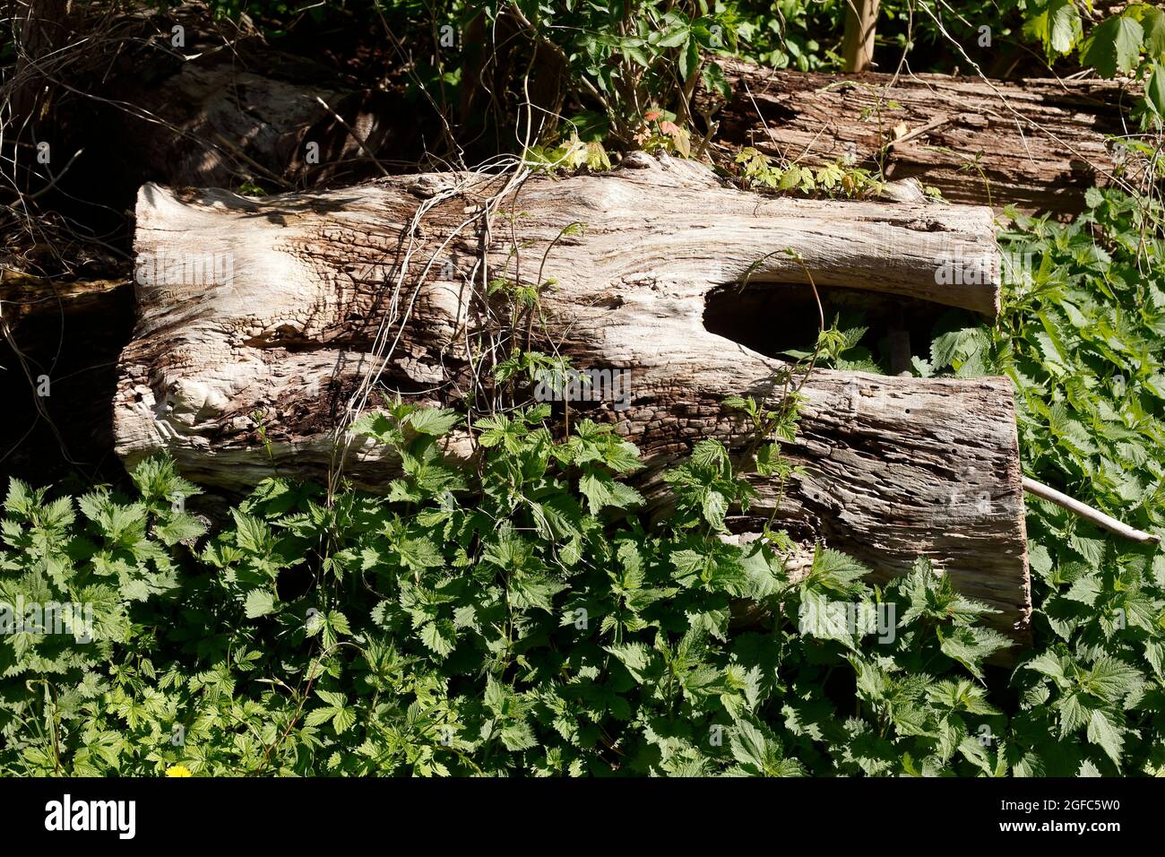 dead wood, old gnarled tree stump lying on the ground, Germany, Europe ...