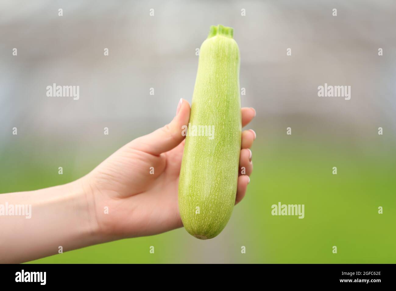 Female hand holding squash on blurred background Stock Photo - Alamy