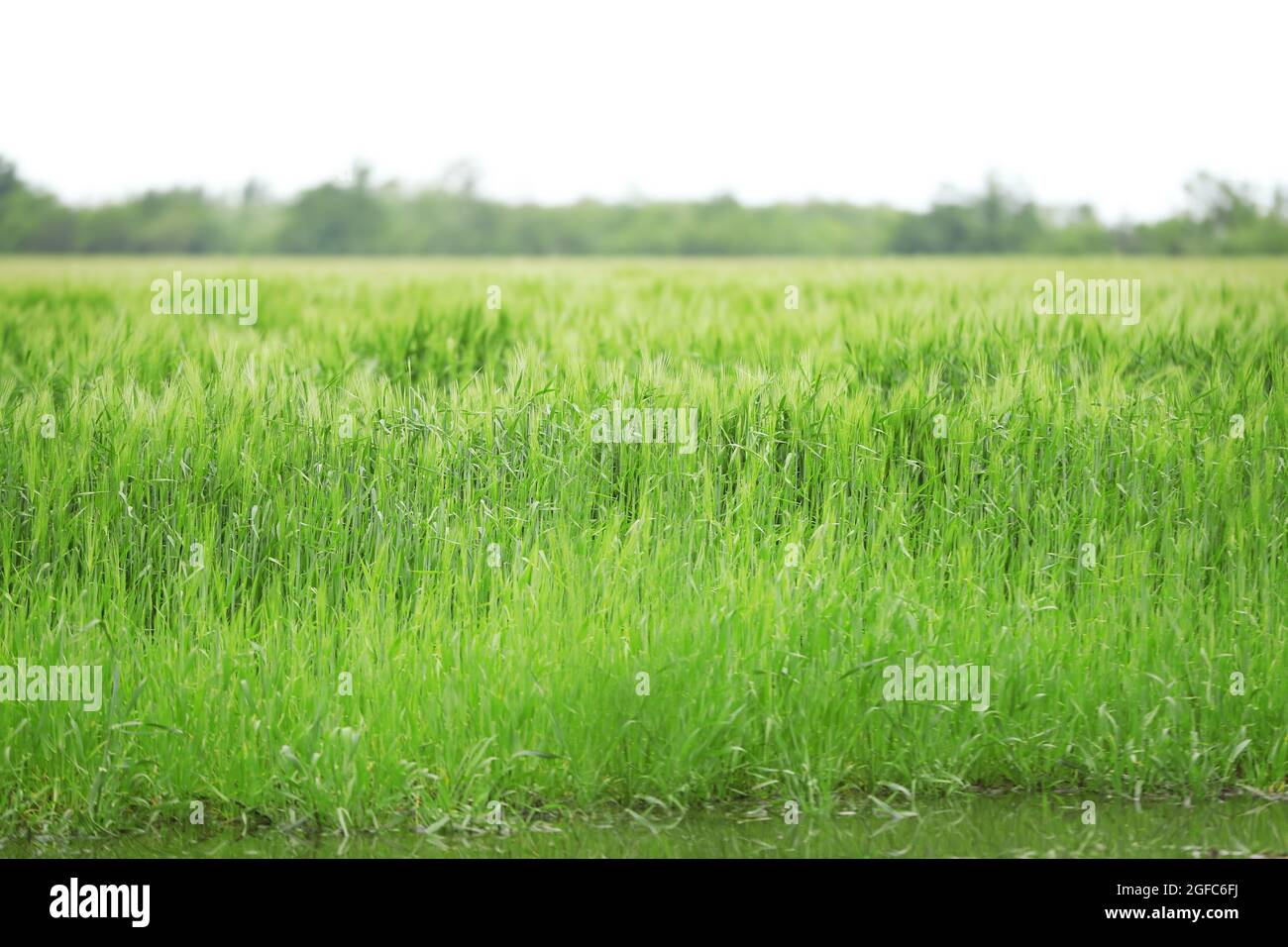 Wheat crops field after the rain Stock Photo - Alamy