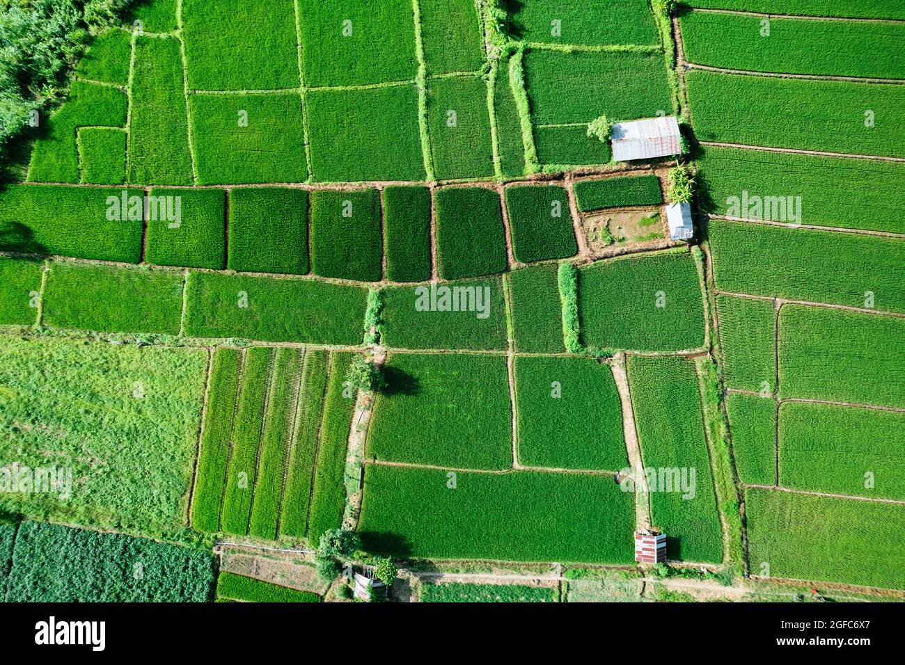 landscape Paddy rice field in asia Stock Photo - Alamy
