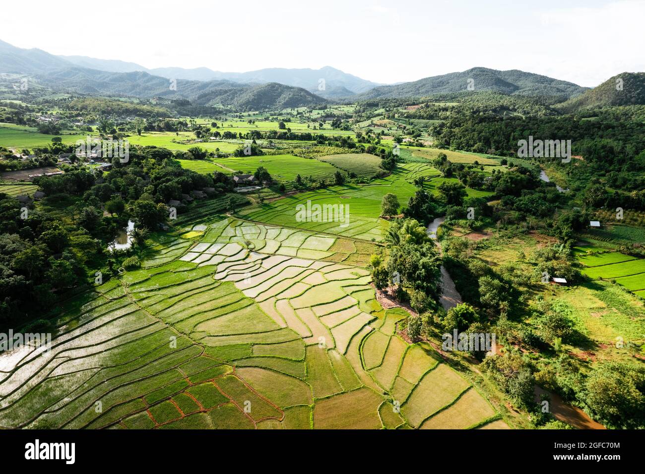 landscape Paddy rice field in asia Stock Photo - Alamy