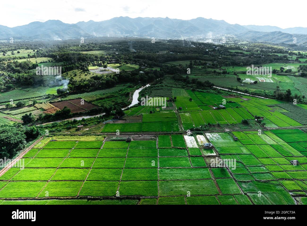 landscape Paddy rice field in asia Stock Photo - Alamy