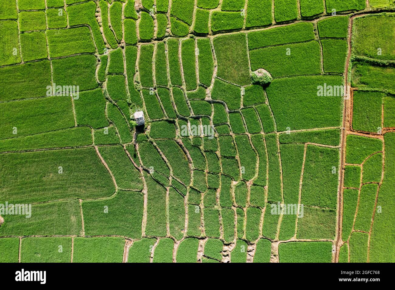 landscape Paddy rice field in asia Stock Photo - Alamy