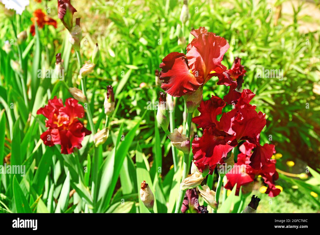 Colorful red irises on blurred nature background Stock Photo - Alamy