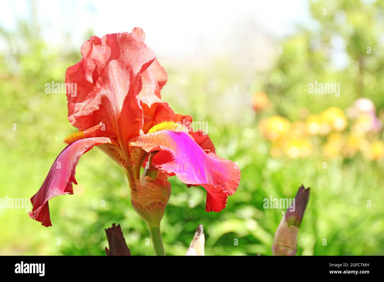 Colorful red iris bud on blurred nature background Stock Photo - Alamy