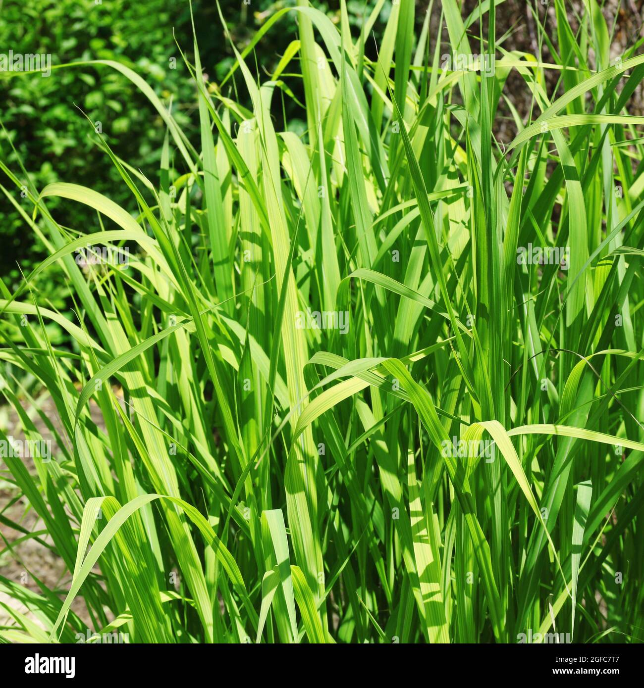 Green grass bush in garden Stock Photo - Alamy