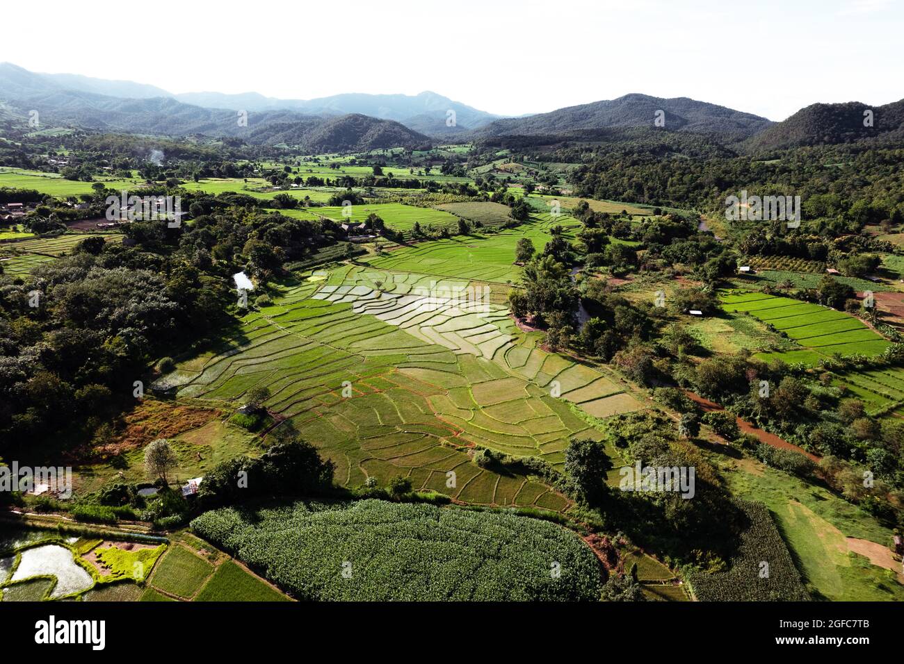 landscape Paddy rice field in asia Stock Photo - Alamy