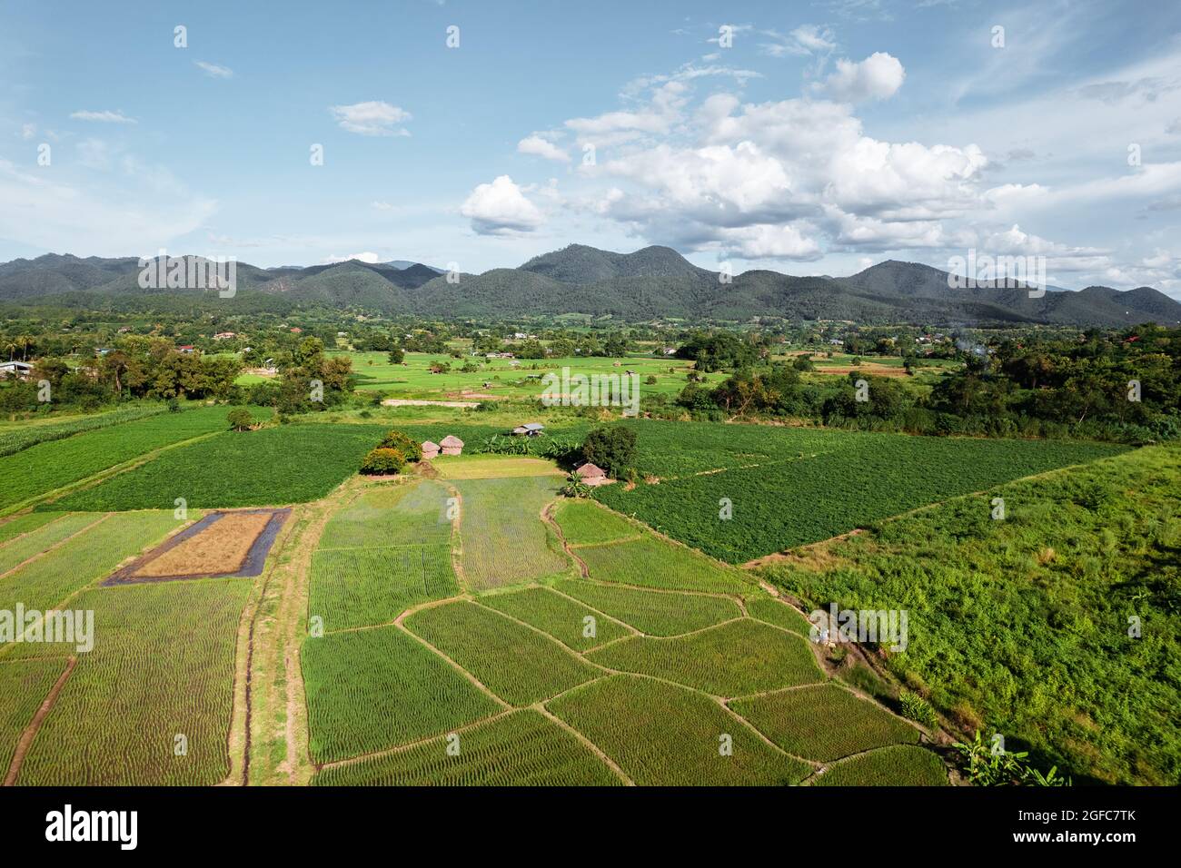 landscape Paddy rice field in asia Stock Photo - Alamy