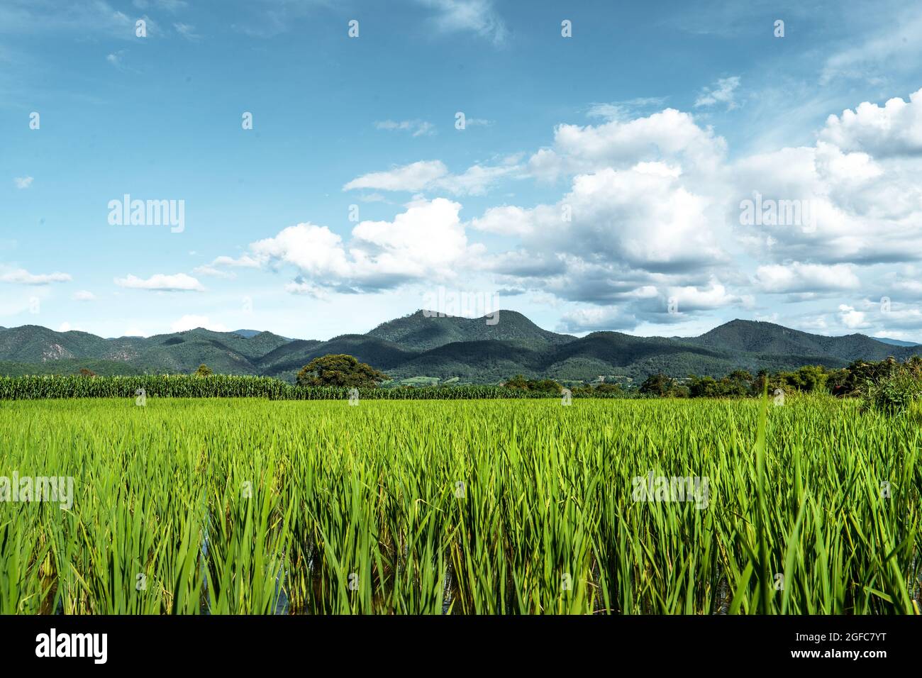 landscape Paddy rice field in asia Stock Photo - Alamy