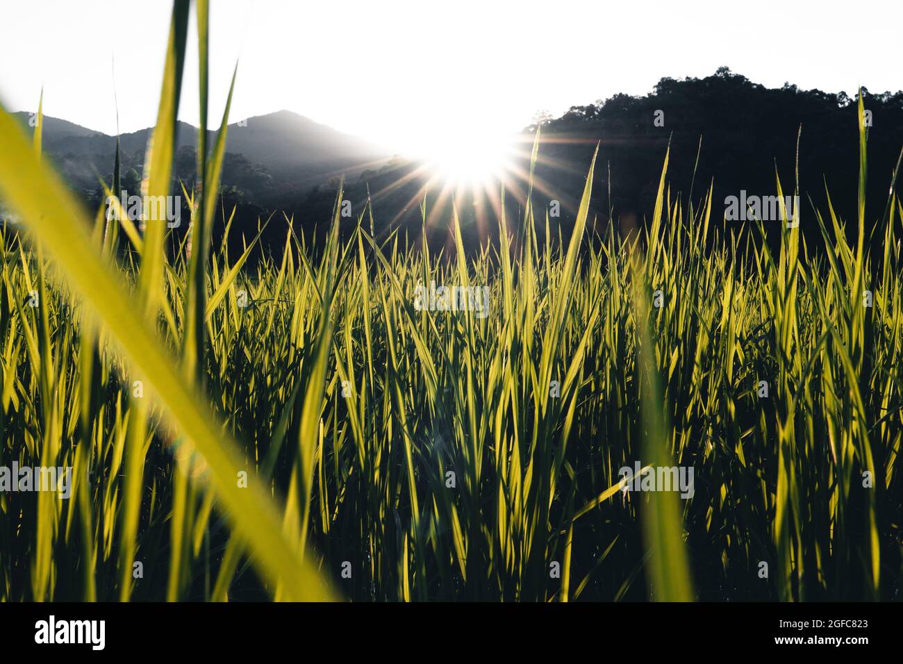 landscape Paddy rice field in asia Stock Photo - Alamy