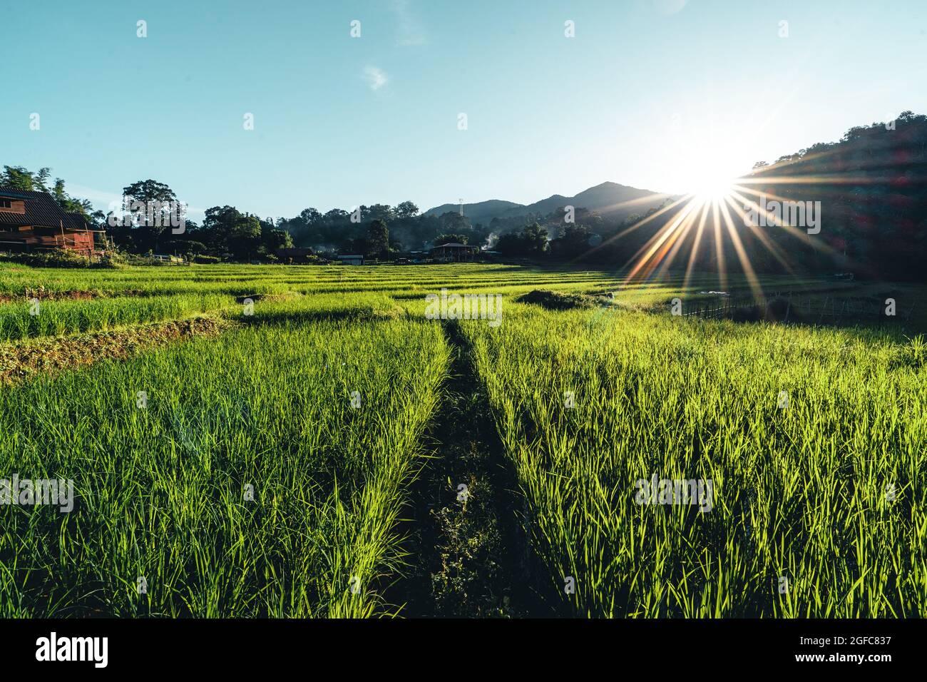 landscape Paddy rice field in asia Stock Photo - Alamy