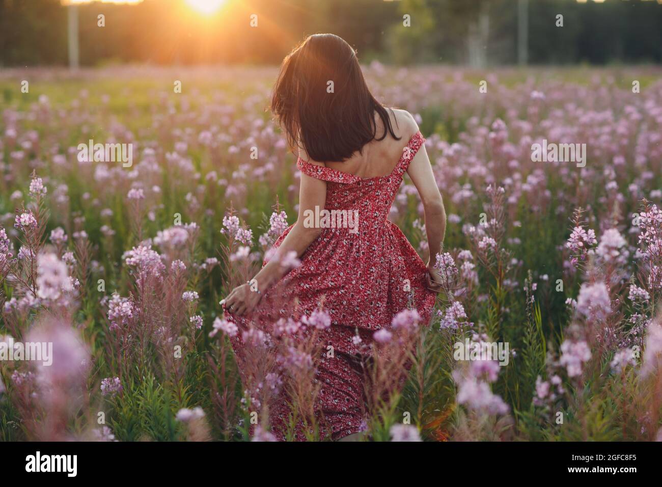 Girl on blooming Sally flower field at sunset. Lilac flowers and woman ...