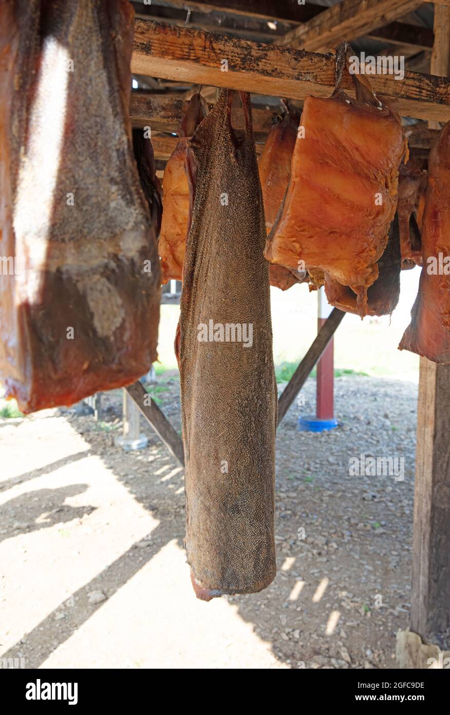 Specialty of iceland called hakarl (fermented shark) in open warehouse ...