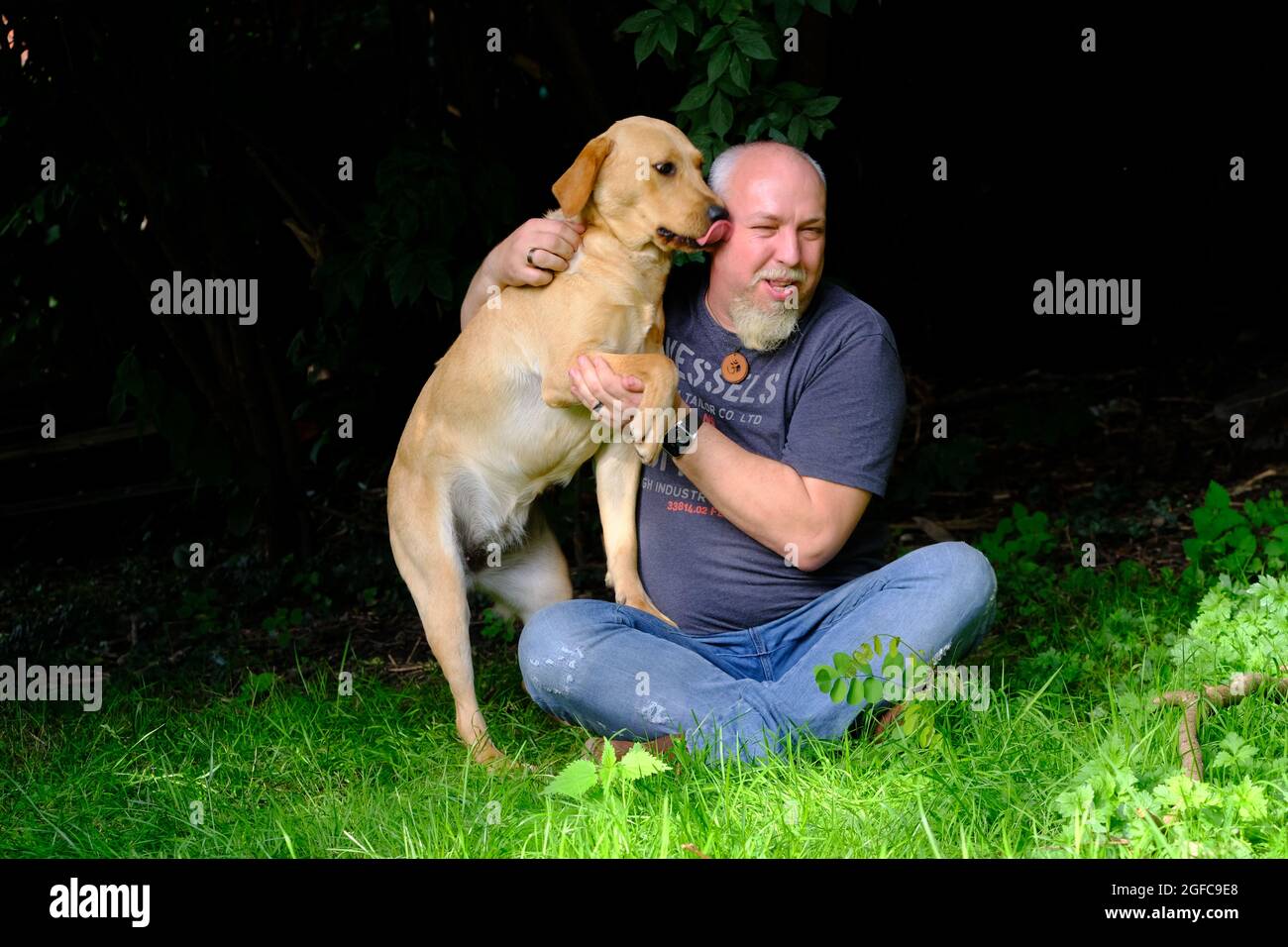 Golden labrador retriever hi-res stock photography and images - Alamy