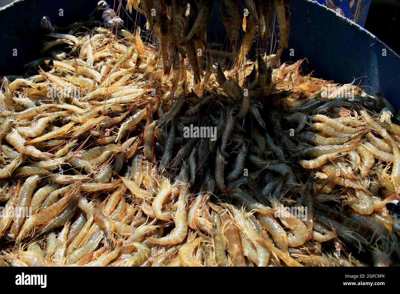 A dry prawns at prawn farm. Bangladesh Stock Photo - Alamy