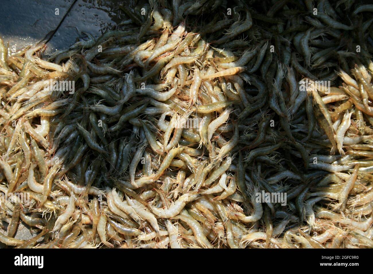 A dry prawns at prawn farm. Bangladesh Stock Photo - Alamy